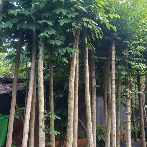 Jual Pohon sepatu dea - Kota Depok - Ardaflora | Tokopedia