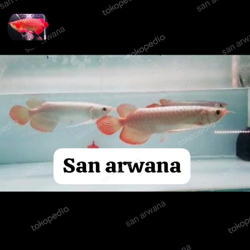 Jual ikan arwana super red metalik premium Sr Sepauk - Jakarta Timur ...