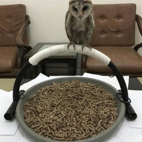 Jual Perch BOP Tangkringan Elang Burung Hantu - Kota Surabaya - ARJUNA ...
