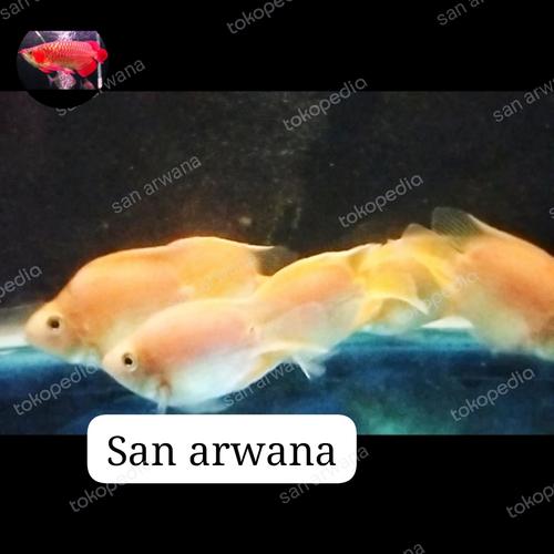 Jual kingkong Parot yellow ikan kingkong perot golden kuning - Jakarta ...