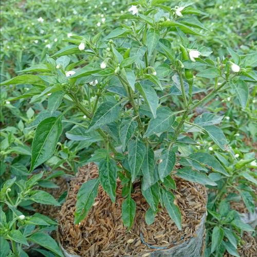 Jual Tanaman cabe rawit,pohon cabe rawit beli lima geratis satu - Kab ...