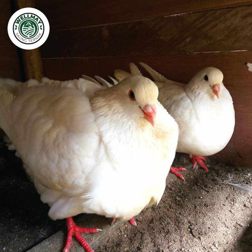 Jual Merpati King Jumbo Indukan siap Produksi - Kota Cilegon ...