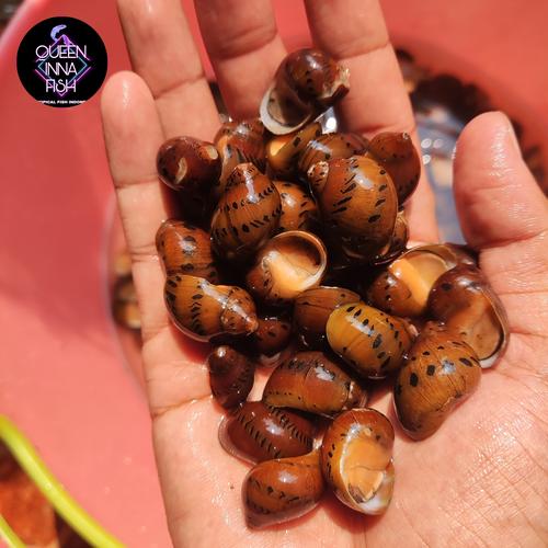 Jual keong bawang algae Eater / keong pembersih kaca akuarium - Kota ...