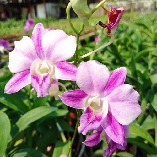 Jual Anggrek Dendrobium Nopporn Star Bright Pink - Kota Tangerang ...