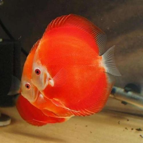 Jual discus red valentine/ikan discus merah/red valentine - 1.5 inch ...