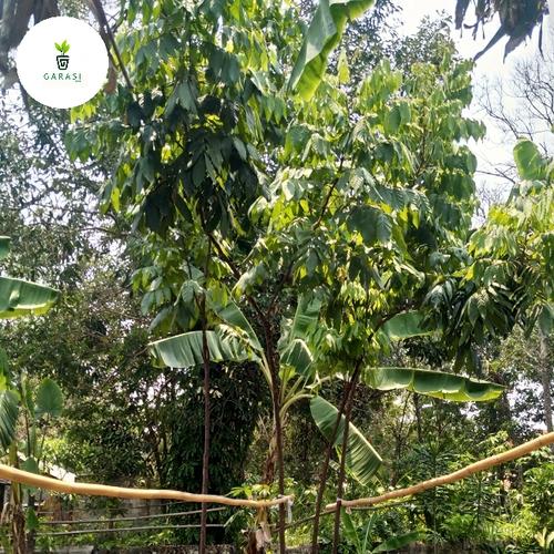 Jual TANAMAN KATILAYU atau KILALAYU Lepisanthes fruticosa unik LANGKA ...