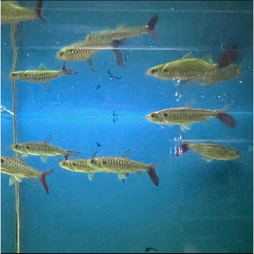 Jual Pink Tail Characin Jurung Bangkok Ikan Hias Aquarium Aquascape ...