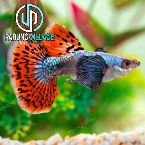 Jual Ikan Guppy Red Mozaik Dumbo Ear - betina, M - Kota Depok - Parung Village | Tokopedia