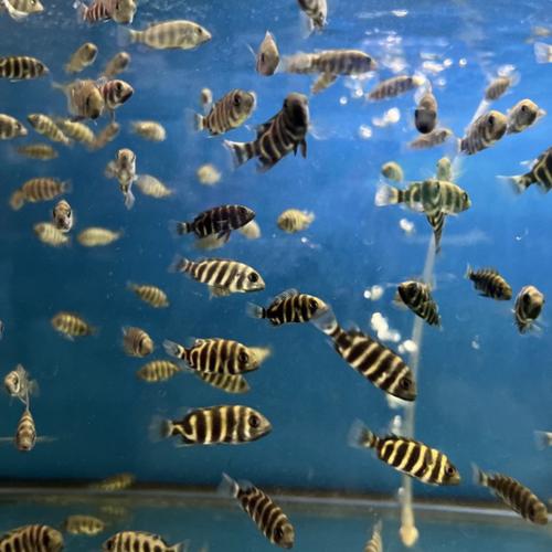 Jual Cichlid Ninety Nine 99 Ikan Hias Air Tawar Aquarium Aquascape ...