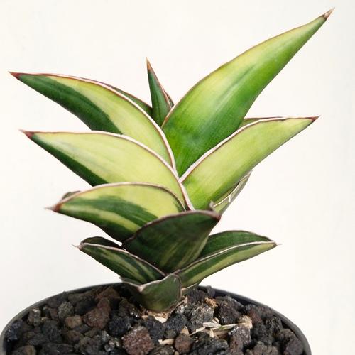 Jual Sansevieria Samurai Dwarf varigata - Kota Bekasi - sanseeds ...
