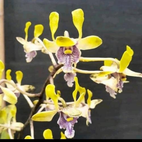 Jual anggrek dendrobium violaceoflavens(besi paupa - Kota Depok ...