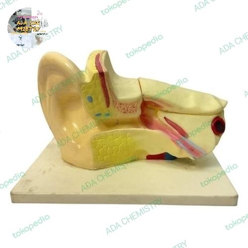 Jual Model Telinga Manusia - Anatomi Telinga - Torso Telinga - Jakarta ...