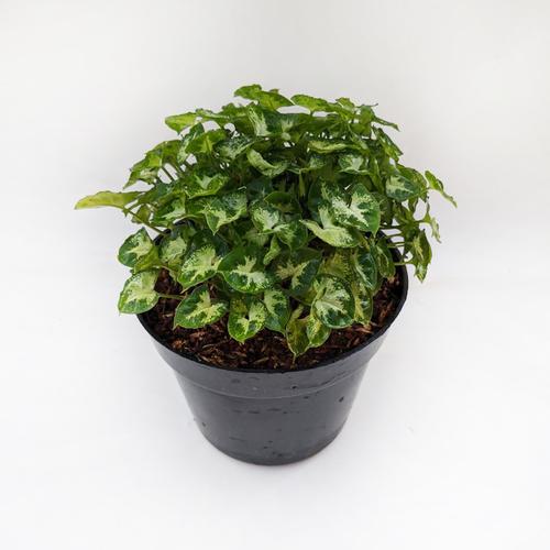 Jual Syngonium 'mini pixie / Paludarium / Terrarium / Pot plants ...