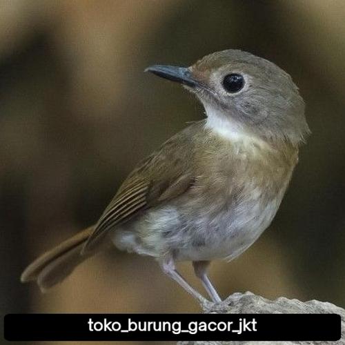 Jual burung srdc ori bali jantan pilihan - Jakarta Timur - toko_burung_gacor_jkt | Tokopedia