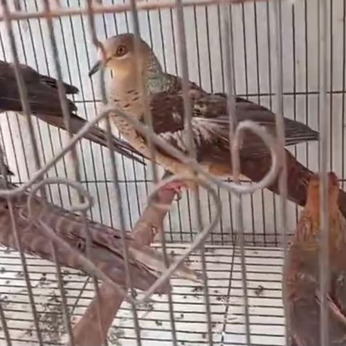 Jual burung punai api besar atau uncal merah besar sepasang - Jakarta ...