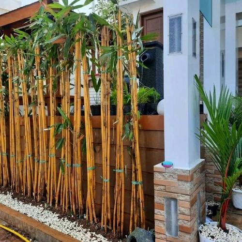 Jual tanaman pagar bambu kuning asli pengusir setan - Jakarta Selatan ...