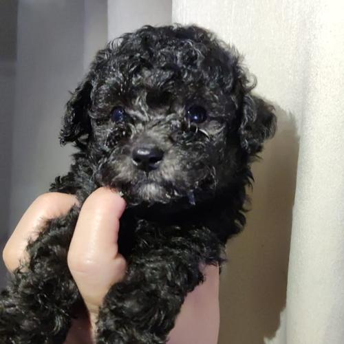 Jual toy poodle size super tiny. stambum vaksin jantan - Jakarta Barat ...