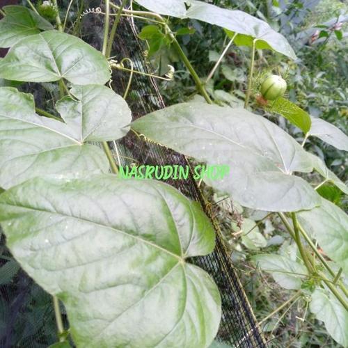 Jual ASW23 DAUN RAMBUSA SEGAR | BILARUNGAN | ANGGUR HUTAN | MARKISA ...