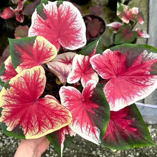 Jual (new hybrid) caladium Rak Rai Thai series - Kab. Bogor ...