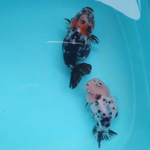 Jual ikan koki ranchu sapi - Kota Bekasi - Gray goldfish | Tokopedia