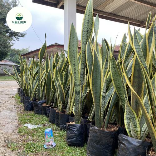 Jual tanaman sansivera tinggi 1-+ meter - tanaman lidah mertua - Kab ...