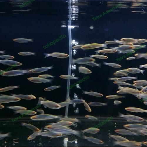 Jual Zebra Danio Blue Ikan Hias Air Tawar Aquarium Aquascape - Kota ...