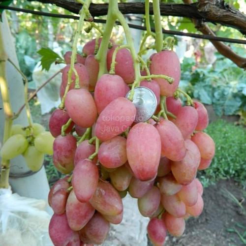 Jual Bibit anggur angelica sho - Kab. Bandung - Java Crispy | Tokopedia