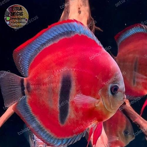 Jual ikan discus red icha - Jakarta Barat - seti@discus | Tokopedia