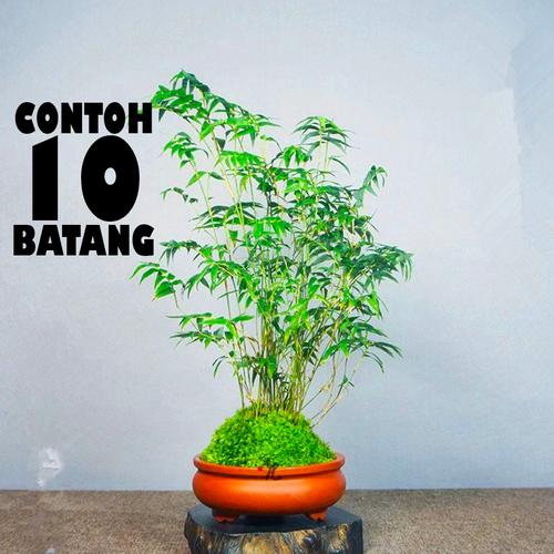 Jual Tanaman bambu mini micro/sasa pygmaea bamboo dwarf - 10 batang ...