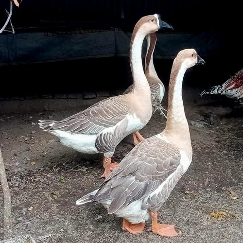 Jual angsa induk benggala - Kab. Kulon Progo - ayamhiaskulonprogo ...