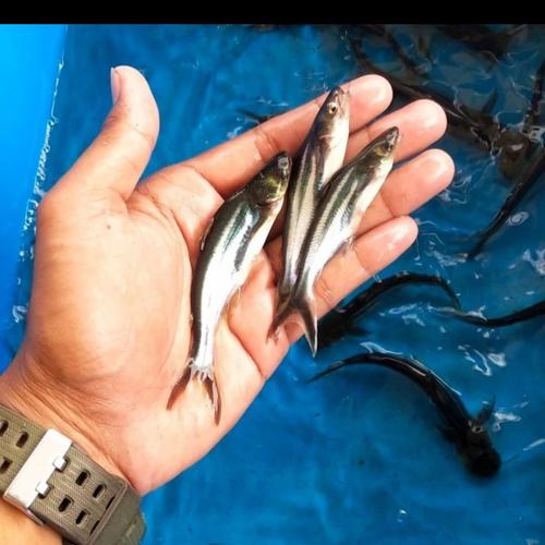 Jual bibit ikan patin - Jakarta Timur - CV Razaak Aquatic | Tokopedia