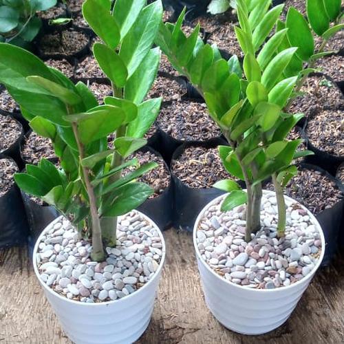 Jual pohon dollar zamia rimbun plus pot - Jakarta Timur - flowers plant ...