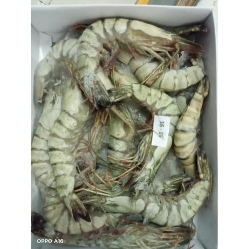 Jual Udang Tiger / Udang pancet / Black Tiger Prawn / Fresh Segar ...