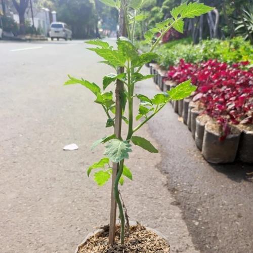 Jual pohon tomat sayur tomat buah - Jakarta Timur - flowers plant ...