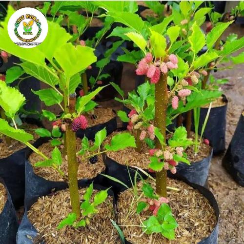Jual bibit pohon murbei super besar - Kota Tangerang Selatan ...