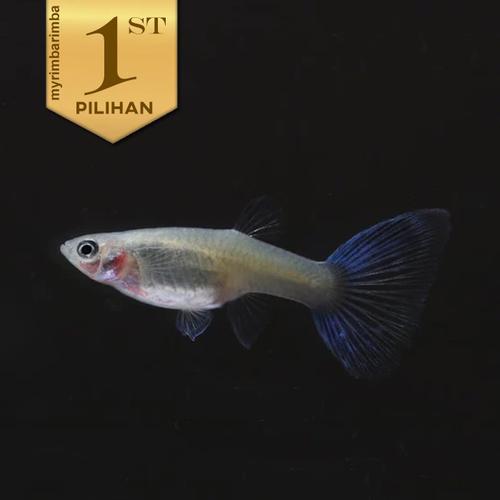Jual Guppy Blue Moscow Betina Ikan Hias Aquascape Hiasan Aquarium Tanaman - Jakarta Barat ...