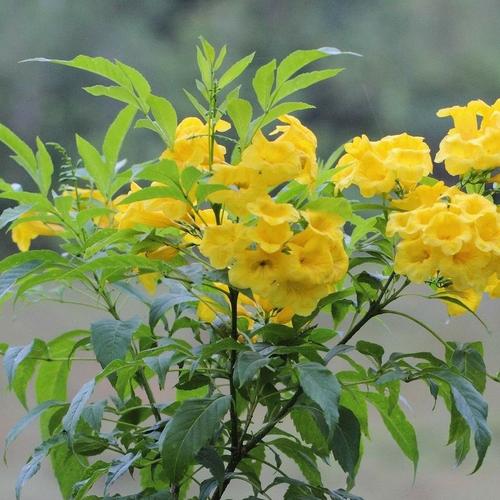 Promo Tanaman tecomaria tinggi 50-80 cm bunga kuning tanaman vegetasi ...