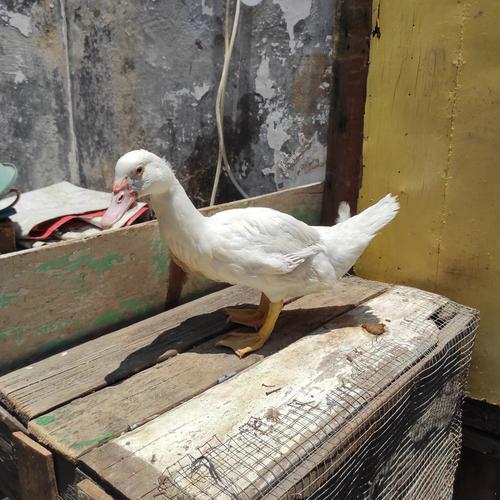 Jual minthi entok mentok jumbo leher beton ori blitar - Kota Surabaya ...