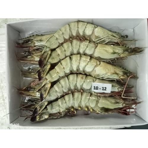 Jual Udang Tiger / Udang pancet / Black Tiger Prawn / Fresh Segar ...