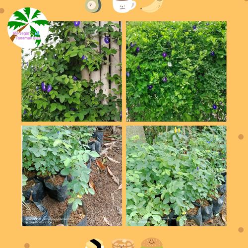Jual pohon bunga telang tanaman - Kota Depok - alif segar tanaman hias ...
