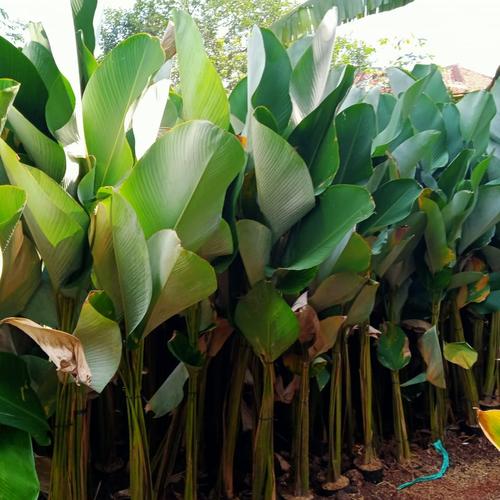 Jual calatea lutea - pohon pisang hias - Kab. Bogor - sopian alamflowra ...