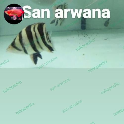 Jual datz borneo tiger datz fish - Datz sumatra - Jakarta Timur - san ...