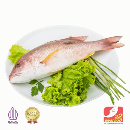 Jual Ikan Kakap / Kakap Merah Tompel Kuniran 1 kg / Ikan Laut / Seafood ...
