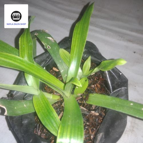 Jual Rumput beijing/CINA/siti khodijah/obat kangker - Kota Tangerang ...