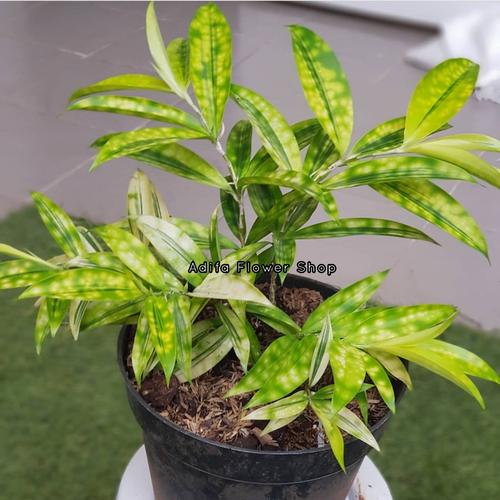 Jual TANAMAN HIAS DRACENA GOLDEN POHON DRASENA KUNING + POT PUTIH ...