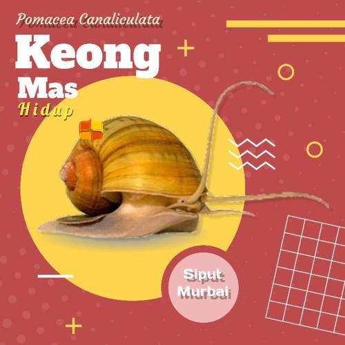 Jual Keong Mas/Keong Sawah Pakan Ternak Terbaru - Keong Mas ½ Kg ...