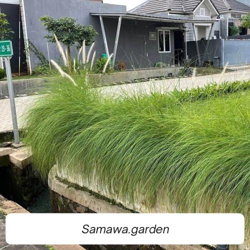 Jual Tanaman hias alang alang ekor kuda hijau - Kab. Bogor - Samawa garden | Tokopedia
