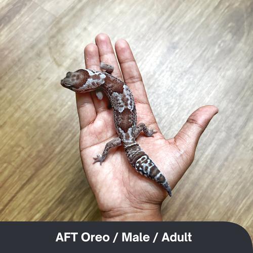 Jual AFT African Fat Tailed Gecko OREO - Kota Bandung - Army & Hobbies | Tokopedia
