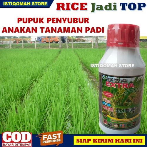 Jual Pupuk Penyubur Anakan Tanaman Padi Jadi Banyak dan Subur RICE JADI TOP - Kota Tasikmalaya ...