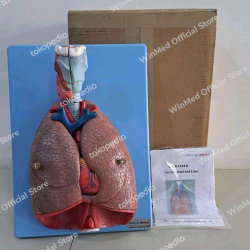 Jual Phantom Manikin Paru Paru General Doctor /Manikin Paru Paru GD ...